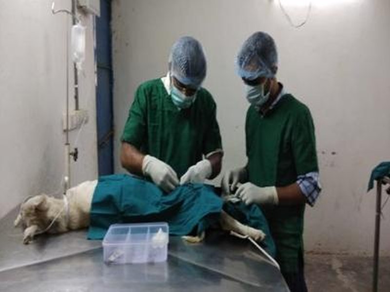 Ahmedabad nears 90 pc stray dog sterilisation under rabies control ...